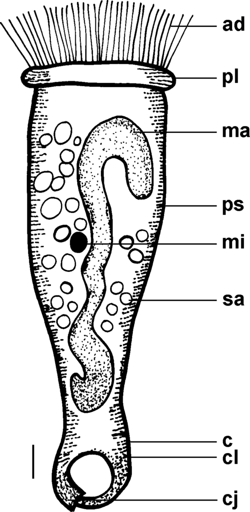 #MyBPC: Parasitus (L.) - "a hanger-on, a toady, person who lives on ...